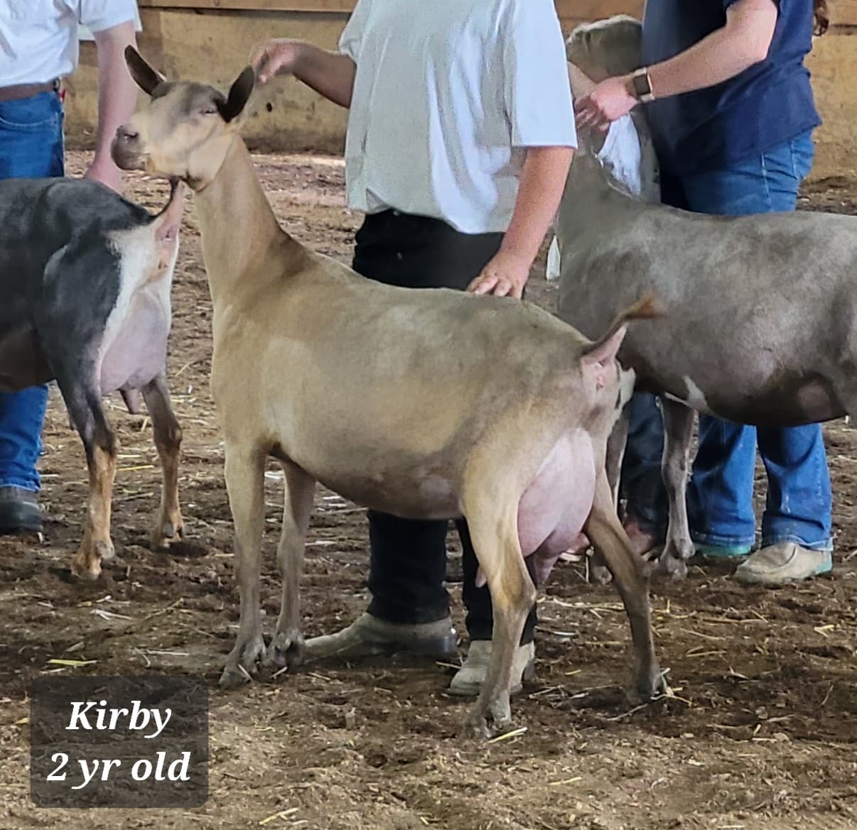 Recorded Grade Sr Does | Can-ter Vine Dairy Goats